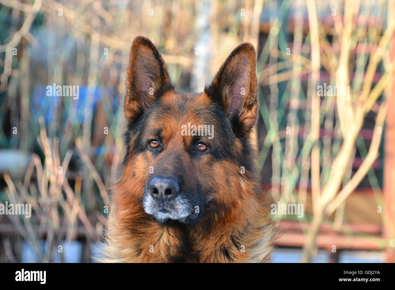 German Shepherd portrait Stock Photo - Alamy