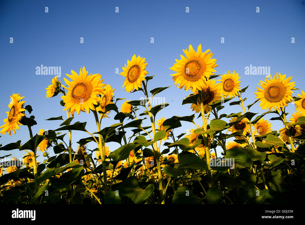 Sunflower growing on a farm field in the sun Stock Photo - Alamy