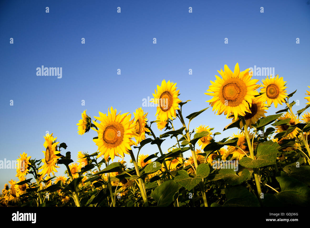 Sunflower growing on a farm field in the sun Stock Photo - Alamy