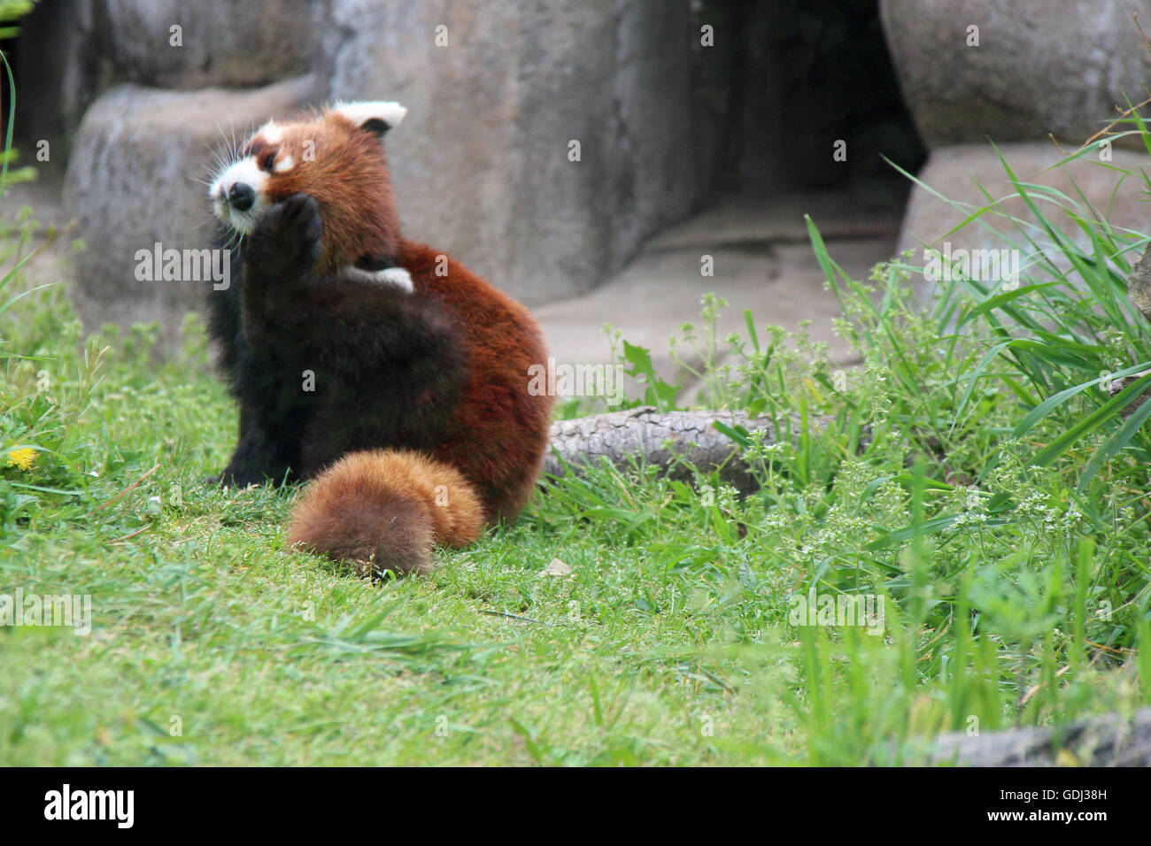Panda roux japon hi-res stock photography and images - Alamy