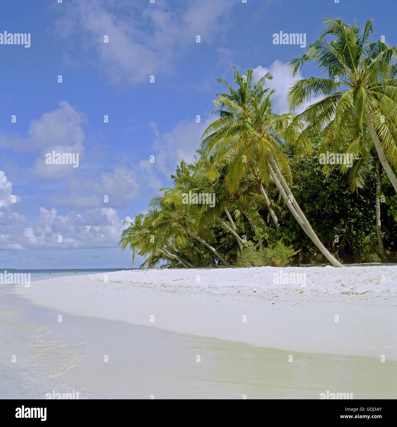 geography / travel, Maldives, Ihuru atoll, palm-lined beach Stock Photo ...