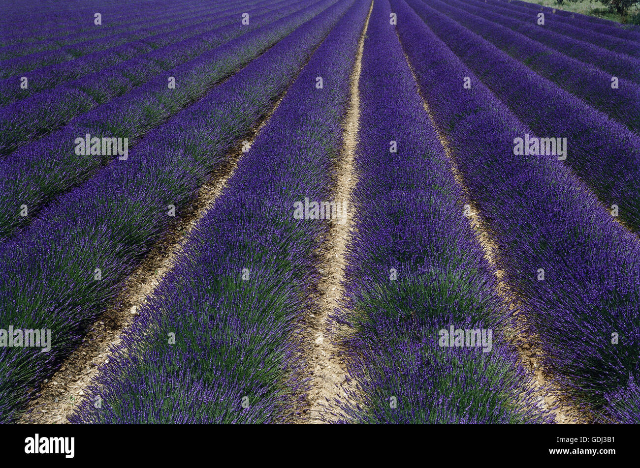 botany, Lavender (Lavandula angustifolia), Common Lavender on field ...
