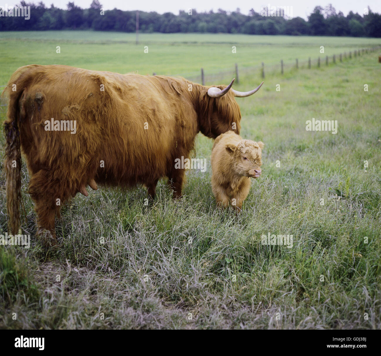 zoology / animals, mammal / mammalian, cattle, (Bos), domestic cattle ...