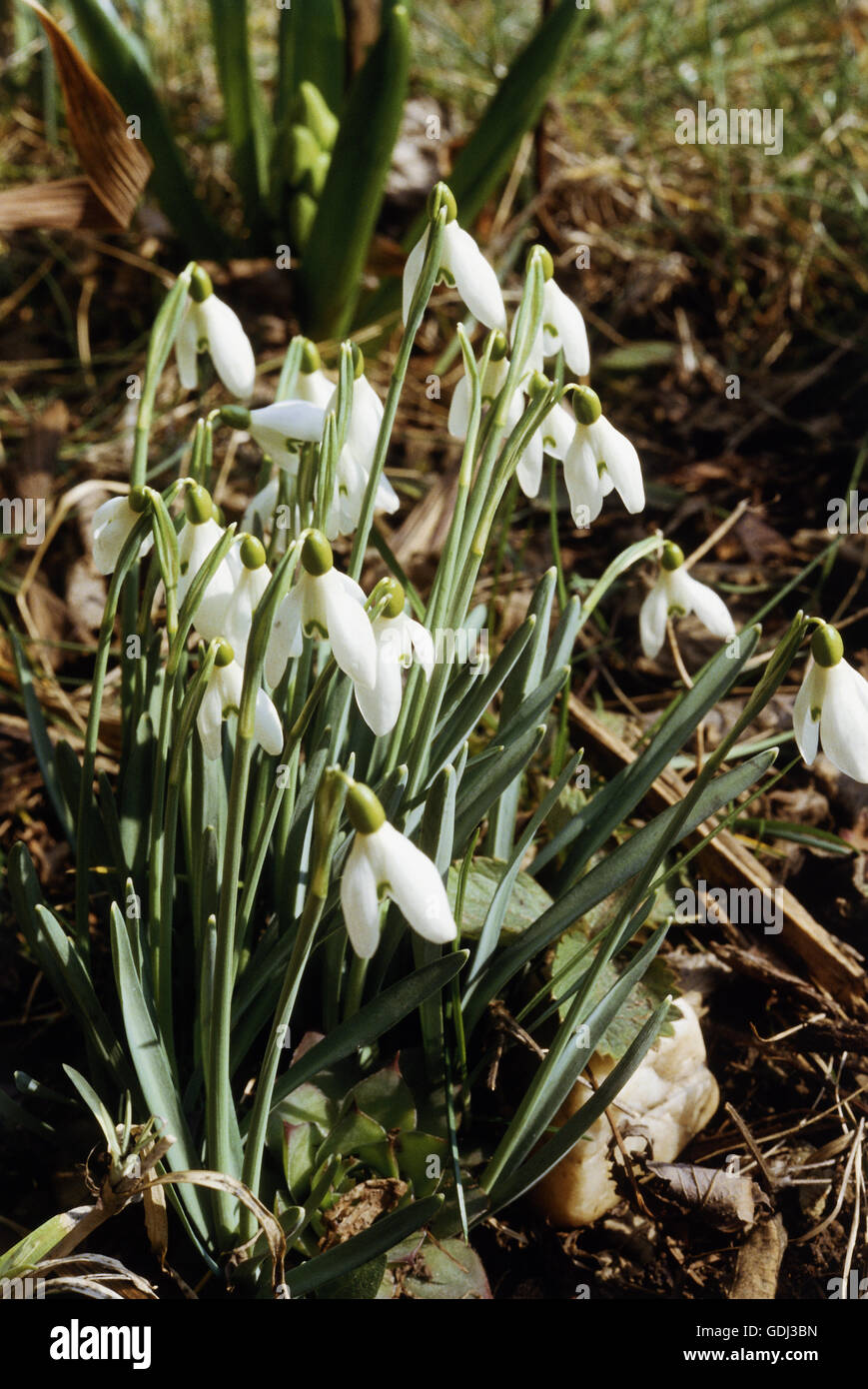 botany, snowdrop, (Galanthus), Common Snowdrop, (Galanthus nivalis ...