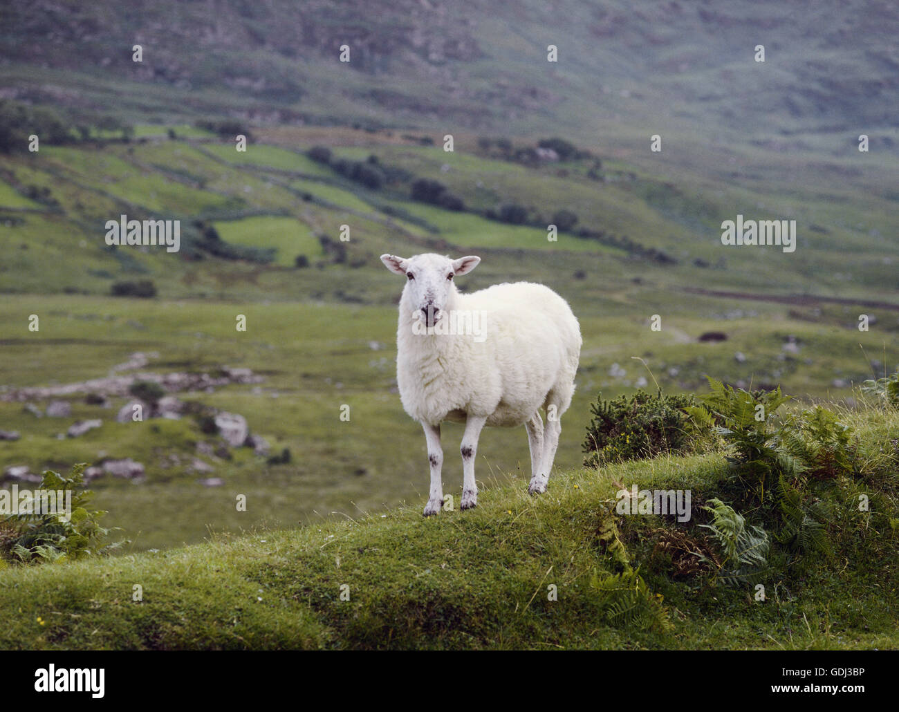 zoology / animals, mammal / mammalian, sheep, (Ovis), sheep in hills of ...