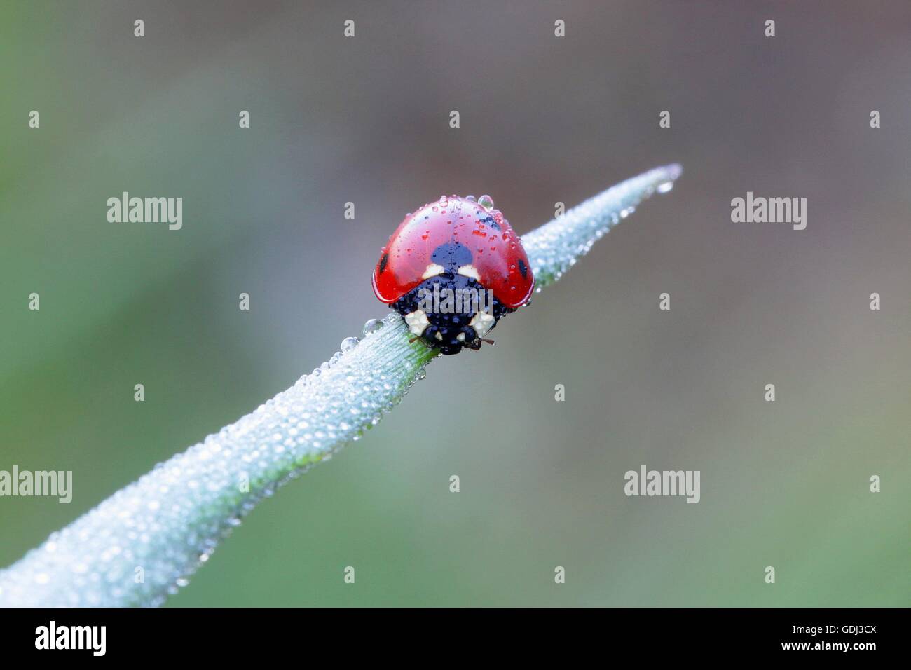 Ladybird ladybug morning dew hi-res stock photography and images - Alamy