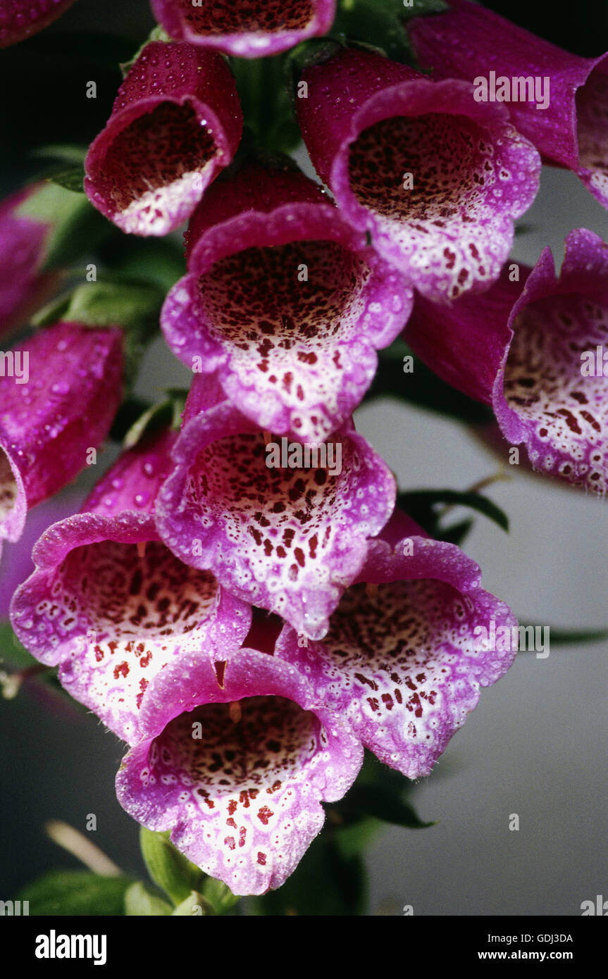 botany, foxgloves, (Digitalis), Purple Foxglove, (Digitalis purpurea ...