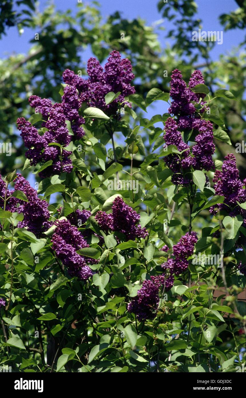 botany, Lilac, (Syringa), Common Lilac, (Syringa vulgaris), blossom ...