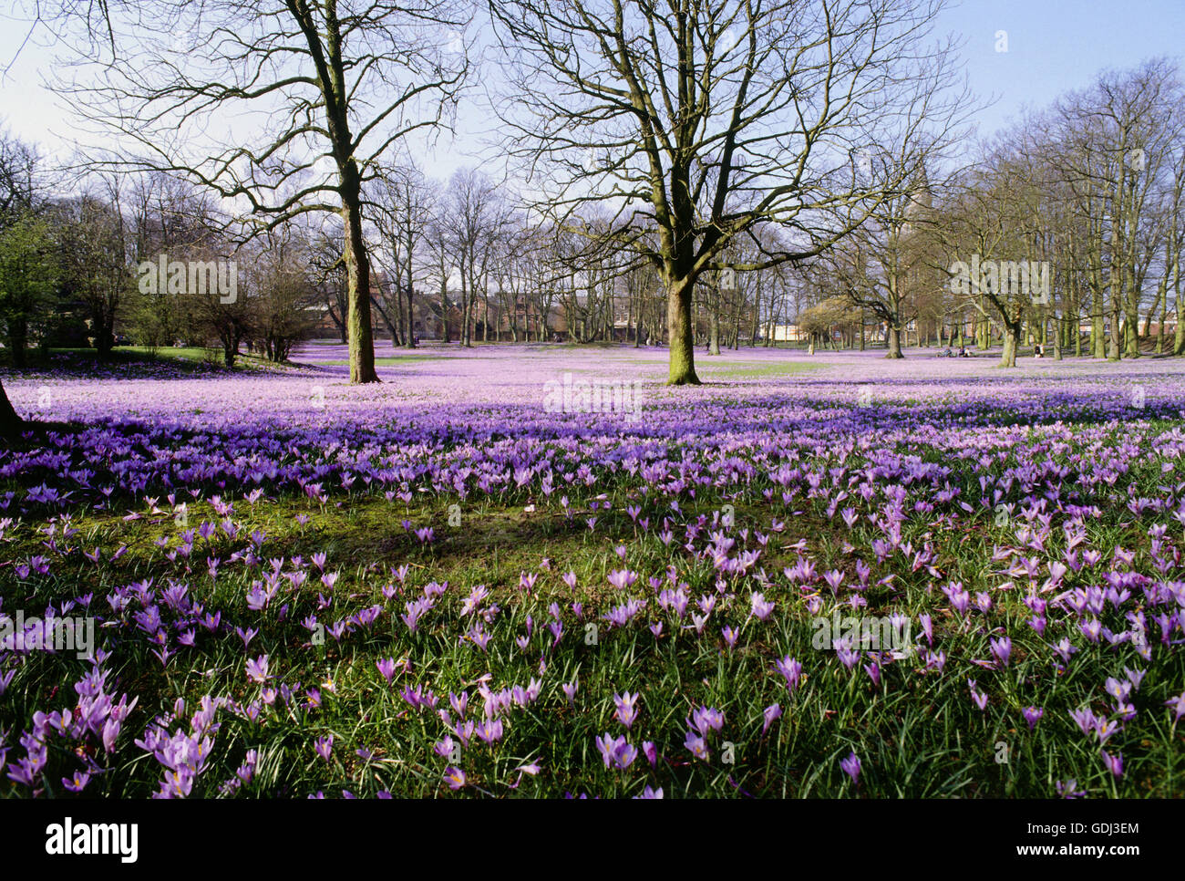 botany, crocus, (Crocus), cultivar in meadow Stock Photo - Alamy