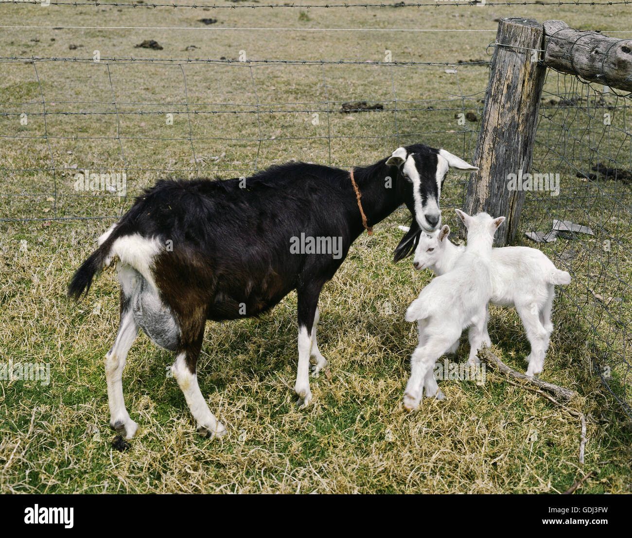 German goat capra hircus hi-res stock photography and images - Alamy