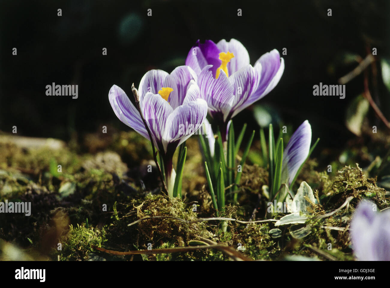 botany, crocus, (Crocus), cultivar in meadow Stock Photo - Alamy