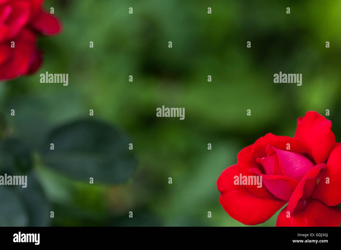 Single big red rose in garden, top view, selective focus Stock Photo ...