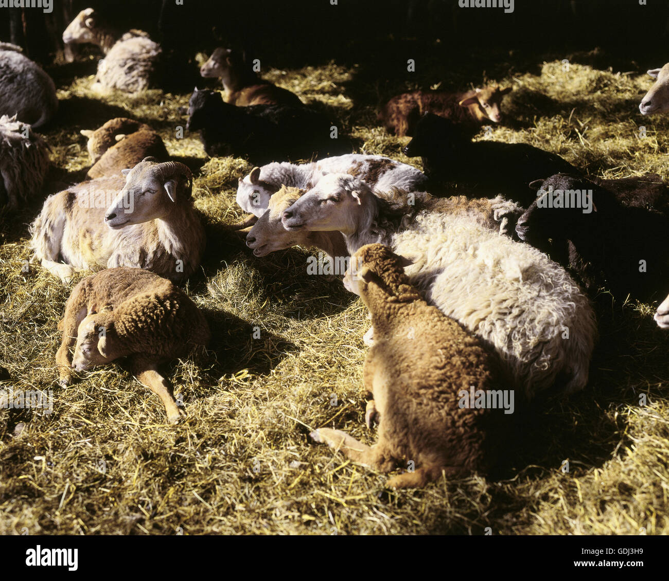 zoology / animals, mammal / mammalian, sheep, (Ovis), dam with lamb ...