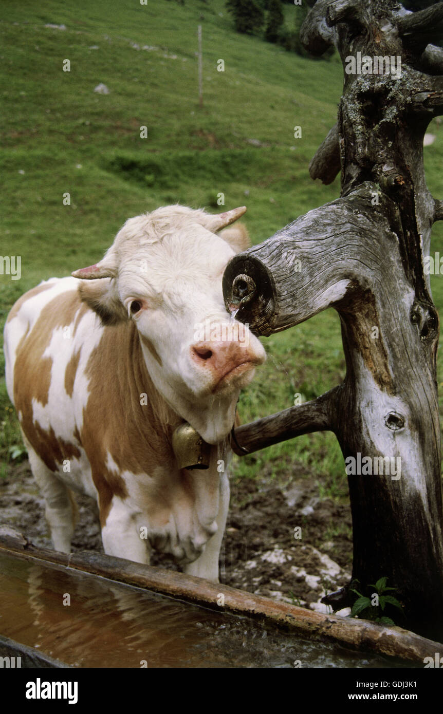 Bos primigenius forma taurus hi-res stock photography and images - Alamy