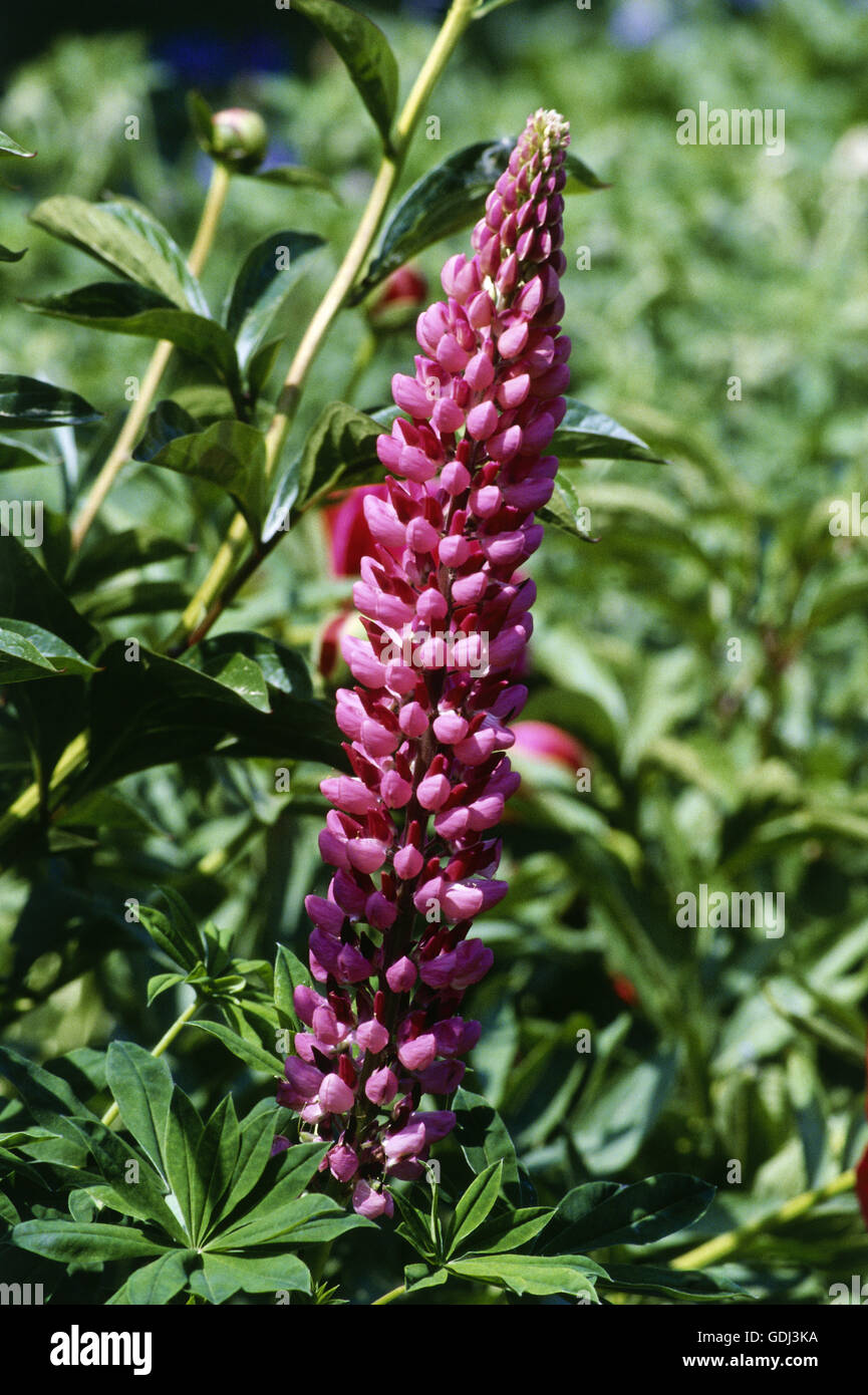 botany, Lupin, (Lupinus), Large-leaved Lupine, (Lupinus polyphyllus), inflorescence Stock Photo ...