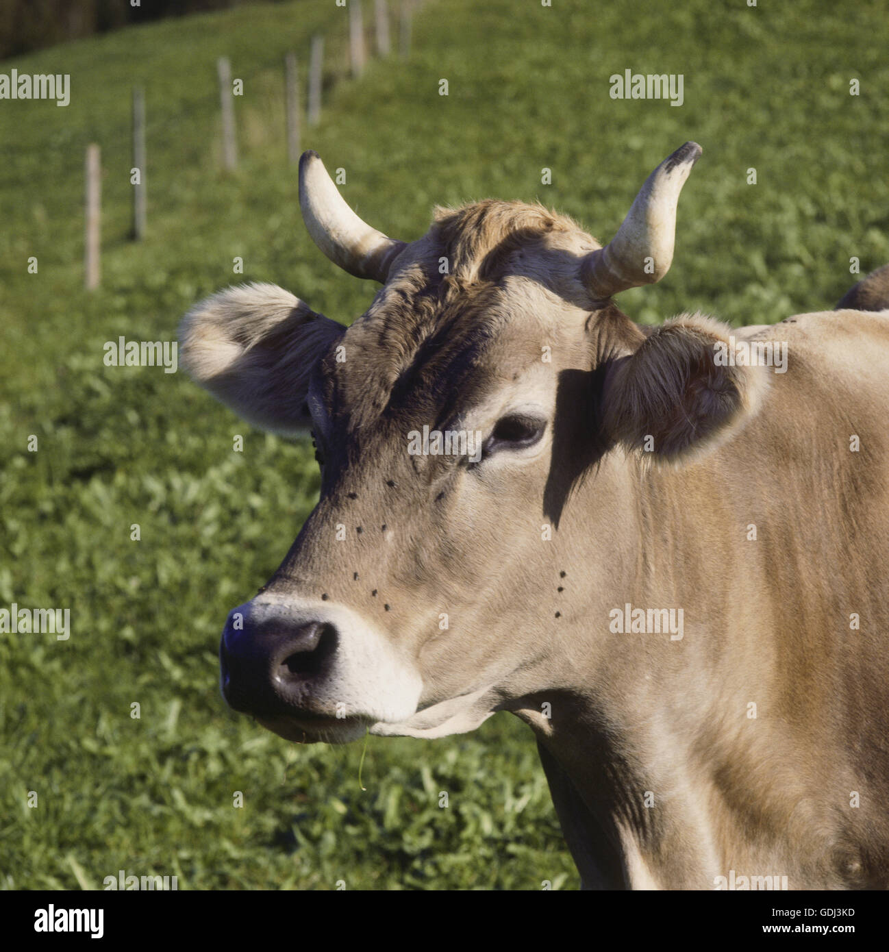 zoology / animals, mammal / mammalian, cattle, (Bos), domestic cattle ...