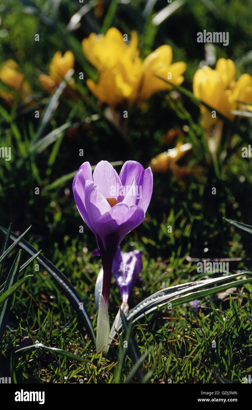 botany, crocus, (Crocus), cultivar in meadow Stock Photo - Alamy