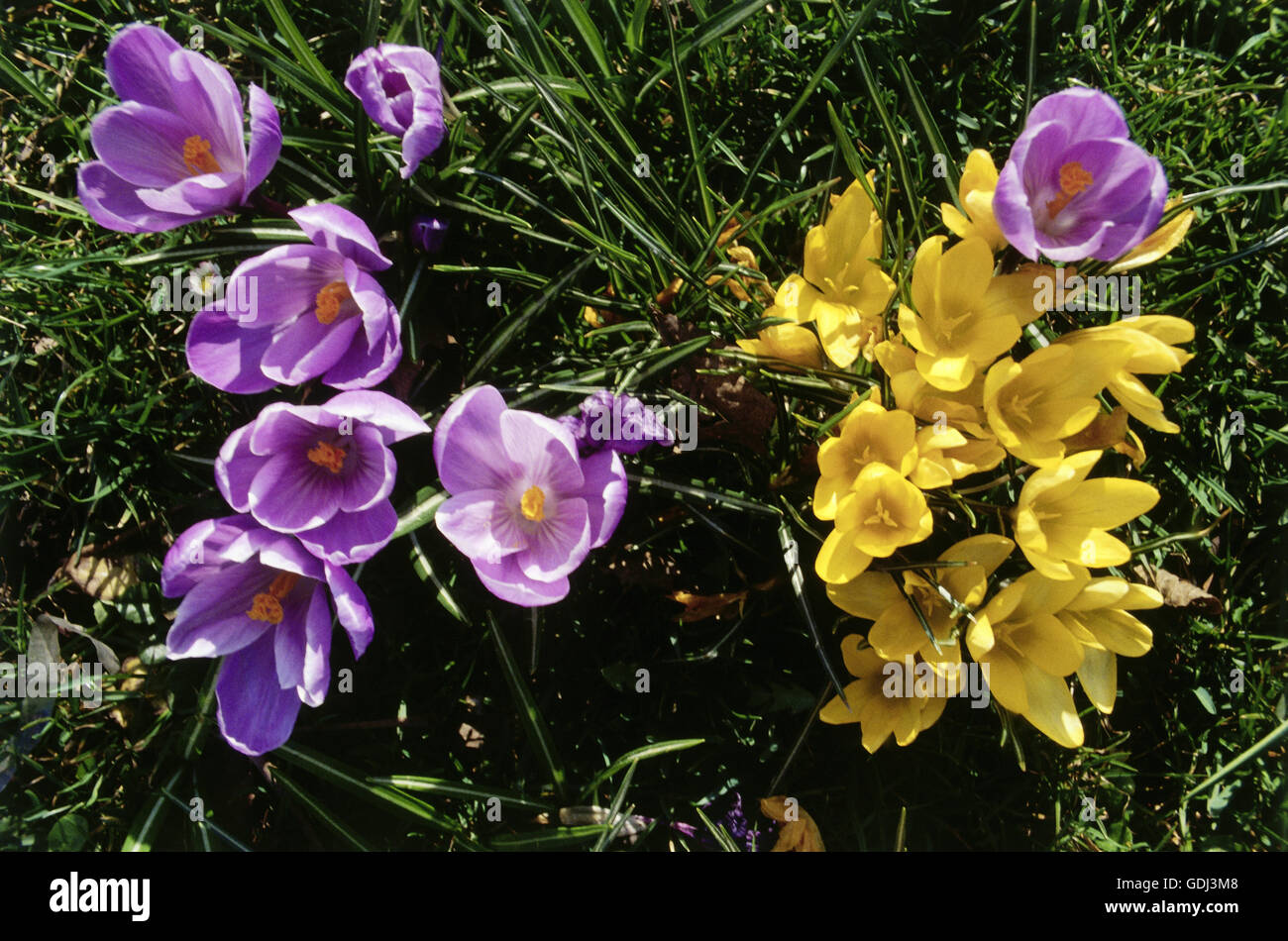 botany, crocus, (Crocus), cultivar in meadow, top view Stock Photo - Alamy