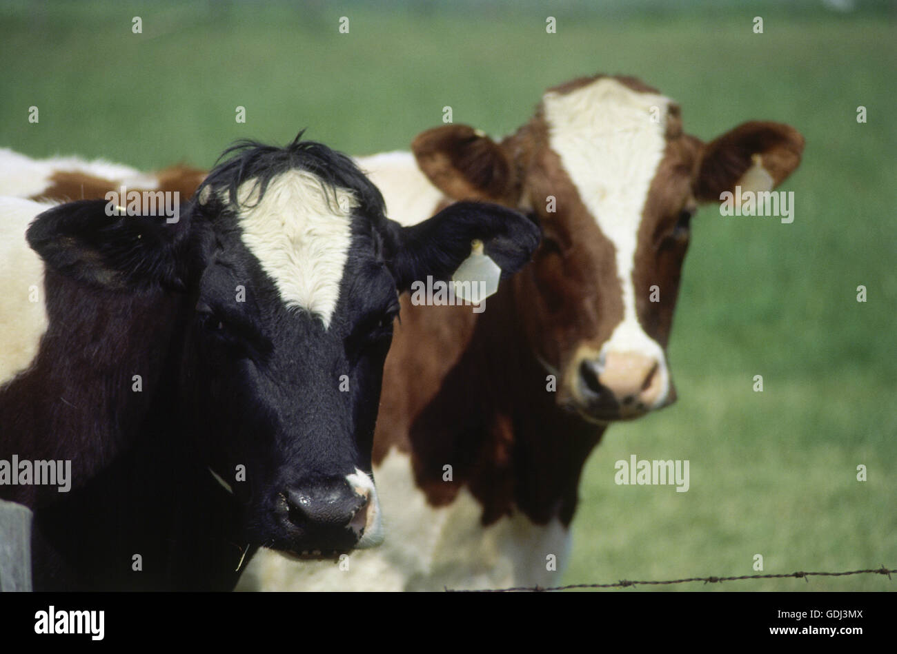 zoology / animals, mammal / mammalian, cattle, (Bos), domestic cattle ...