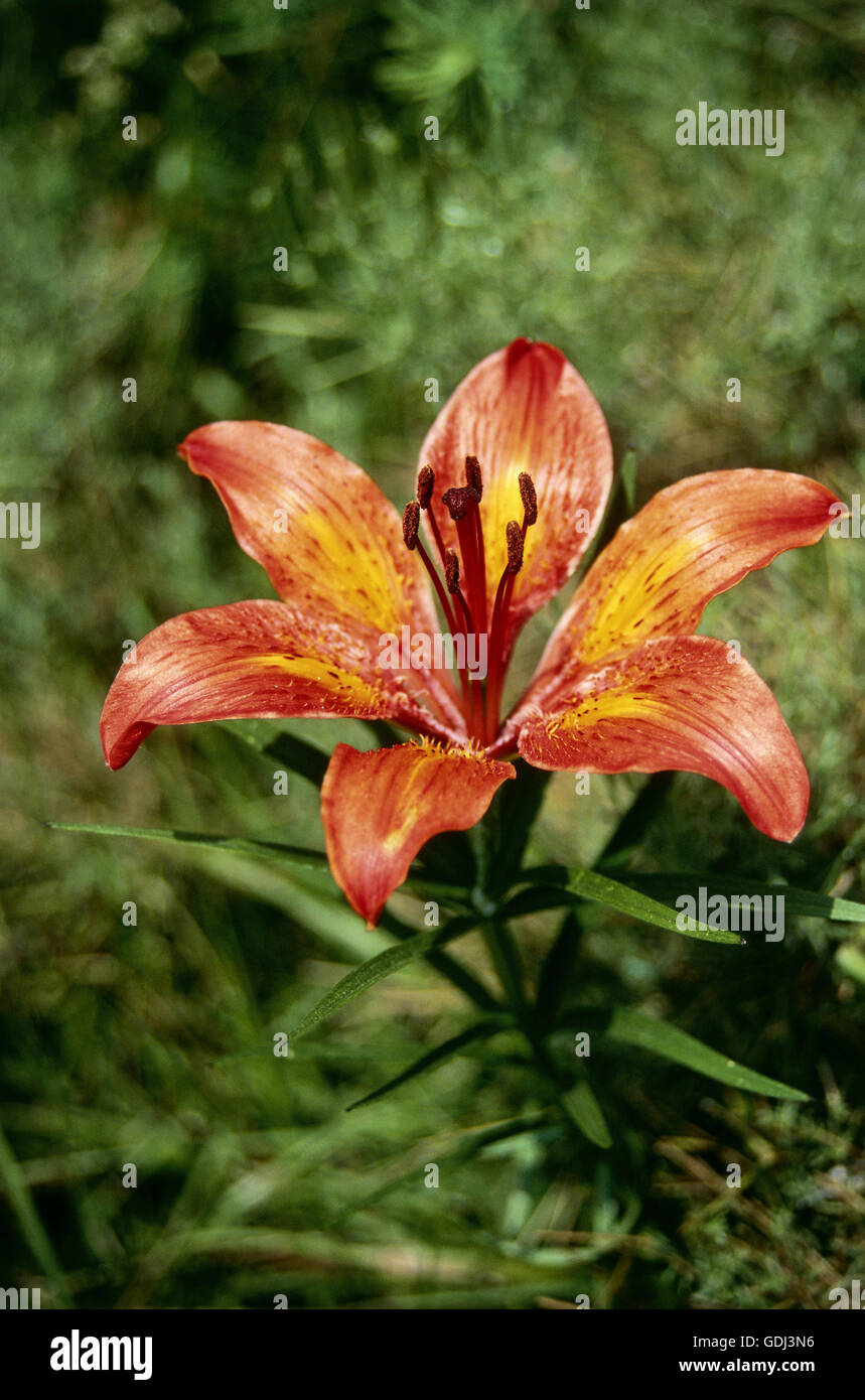 botany, lily, (Lilium), Orange lily, (Lilium bulbiferum), flower head ...