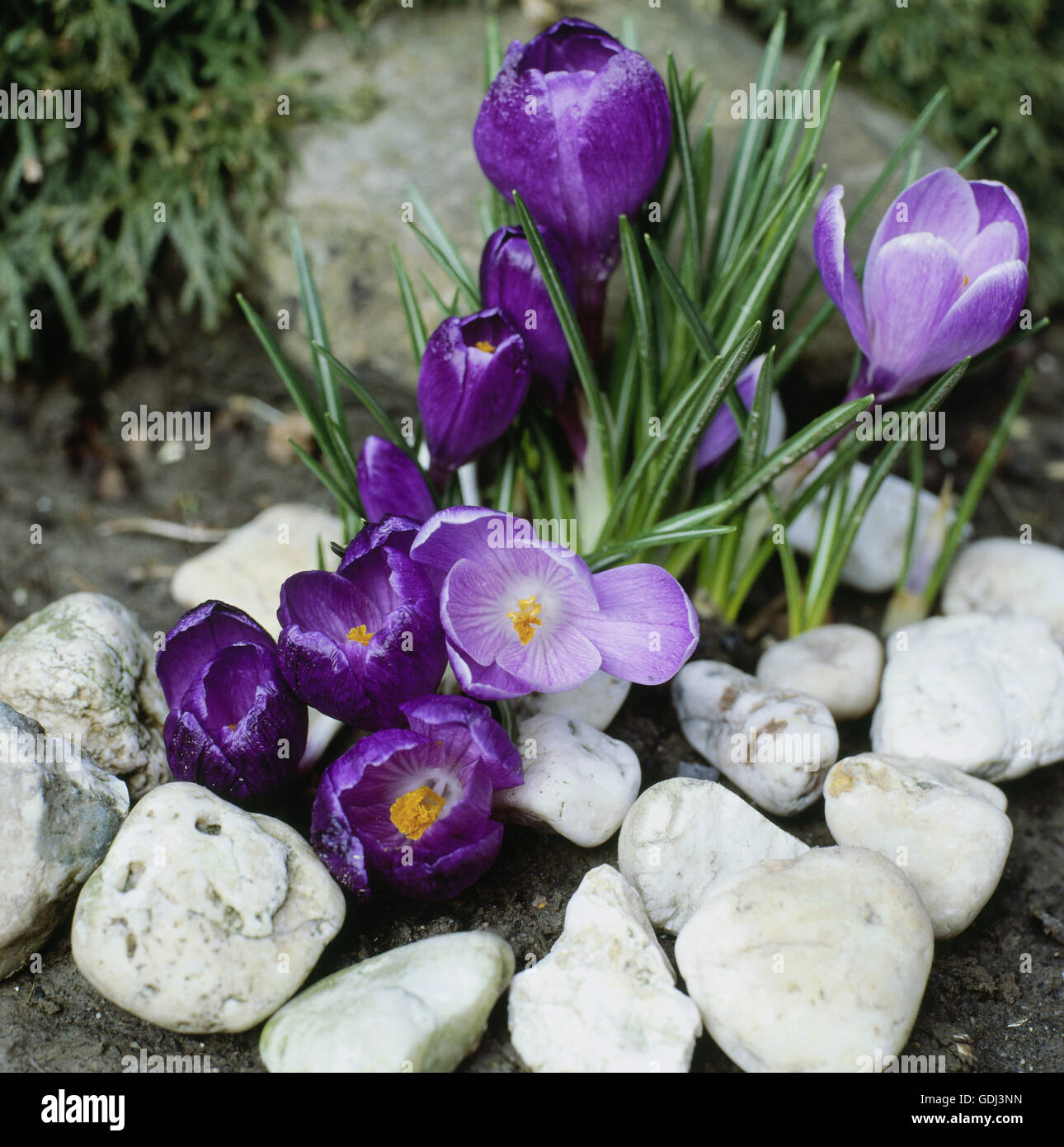 botany, crocus, (Crocus), cultivar in meadow Stock Photo - Alamy
