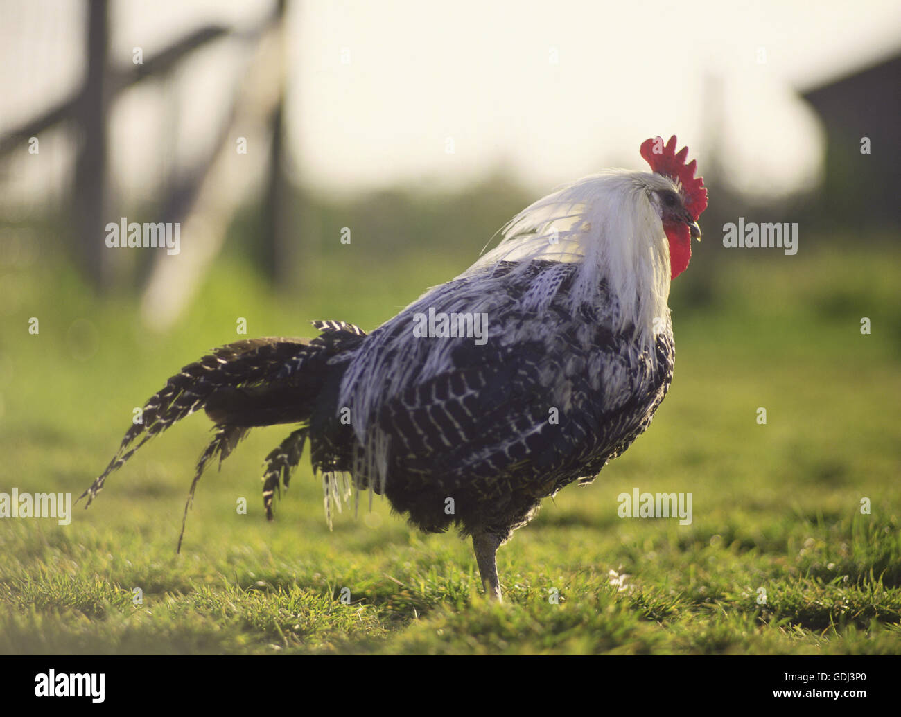 zoology / animals, avian / birds, chicken, (Gallus gallus domesticus ...