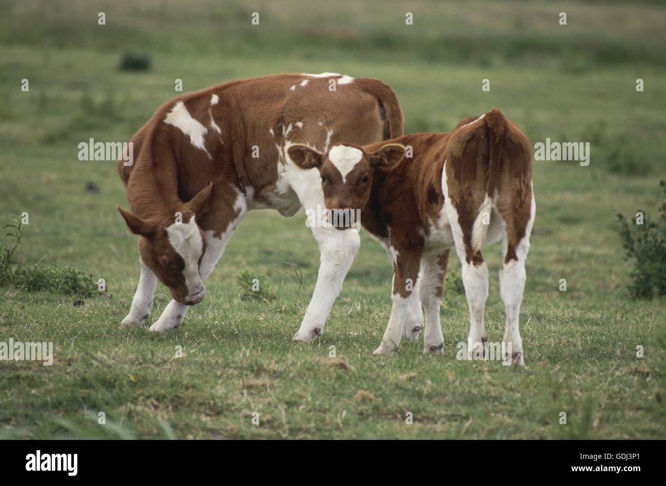 zoology / animals, mammal / mammalian, cattle, (Bos), domestic cattle ...