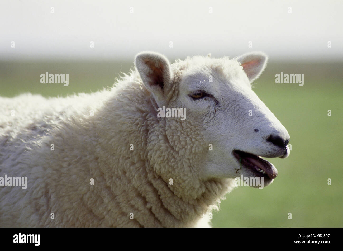 zoology / animals, mammal / mammalian, sheep, (Ovis), detail: head ...