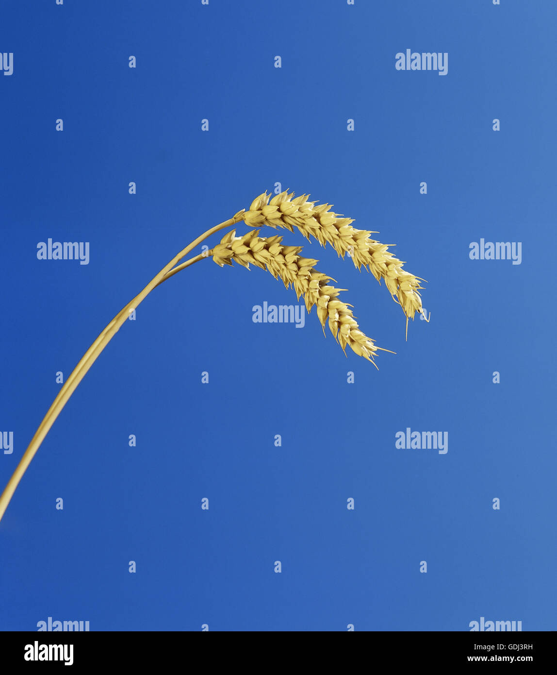 Botany wheat triticum common hi-res stock photography and images - Alamy