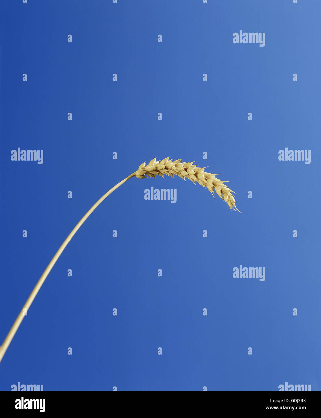 botany, wheat, (Triticum), Common wheat, (Triticum aestivum), ear ...