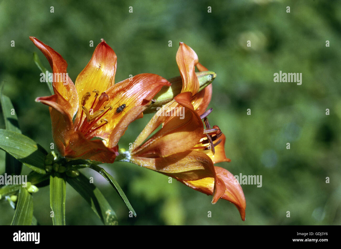 botany, lily, (Lilium), Orange lily, (Lilium bulbiferum), flower head ...