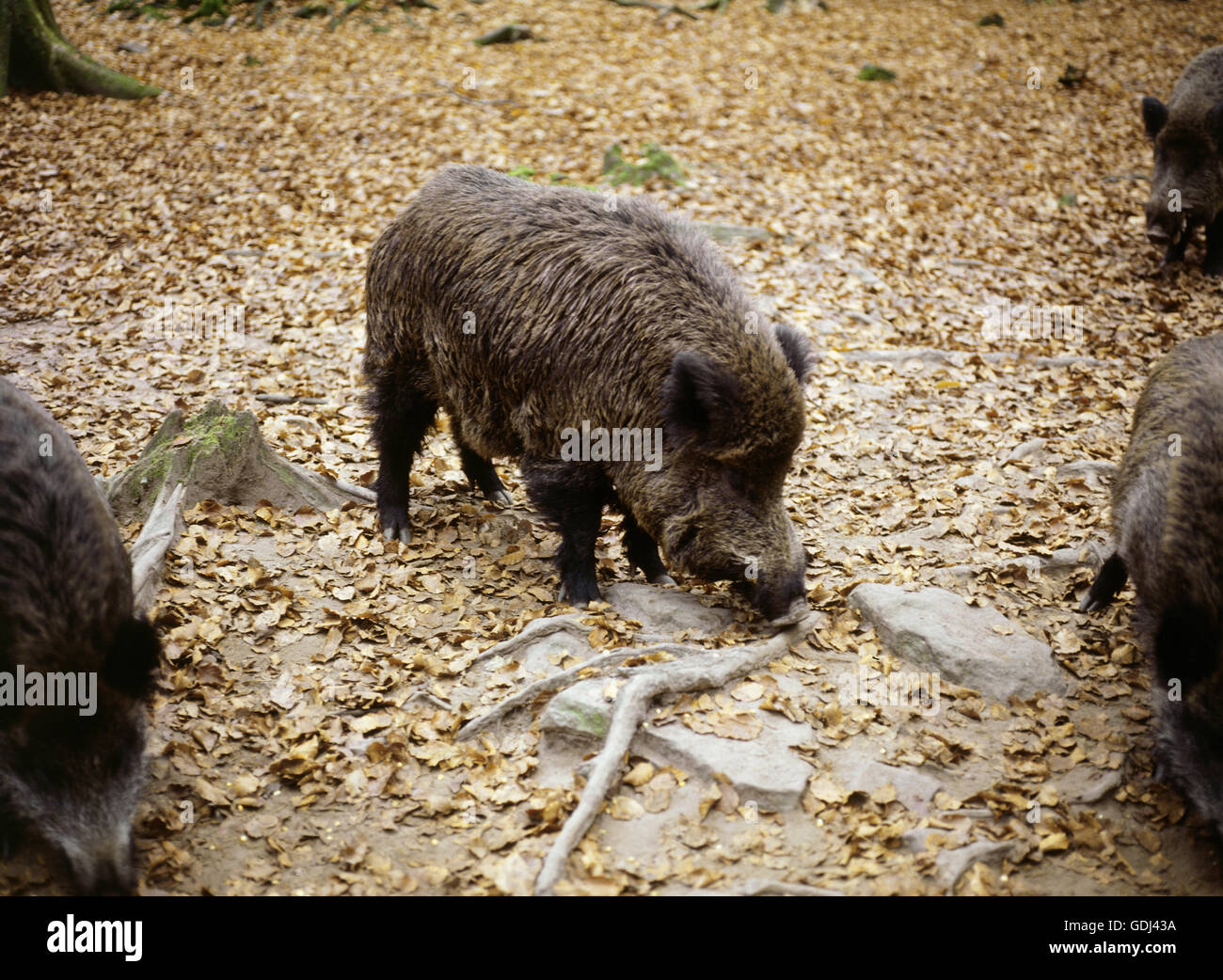 zoology / animals, mammal / mammalian, pigs, wild boar, (Sus scrofa ...