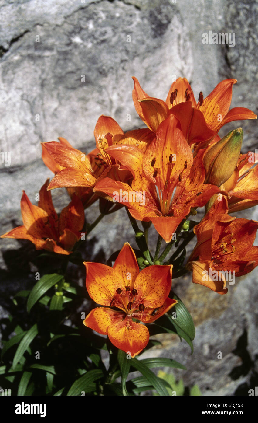 botany, lily, (Lilium), Orange lily, (Lilium bulbiferum), flower heads ...