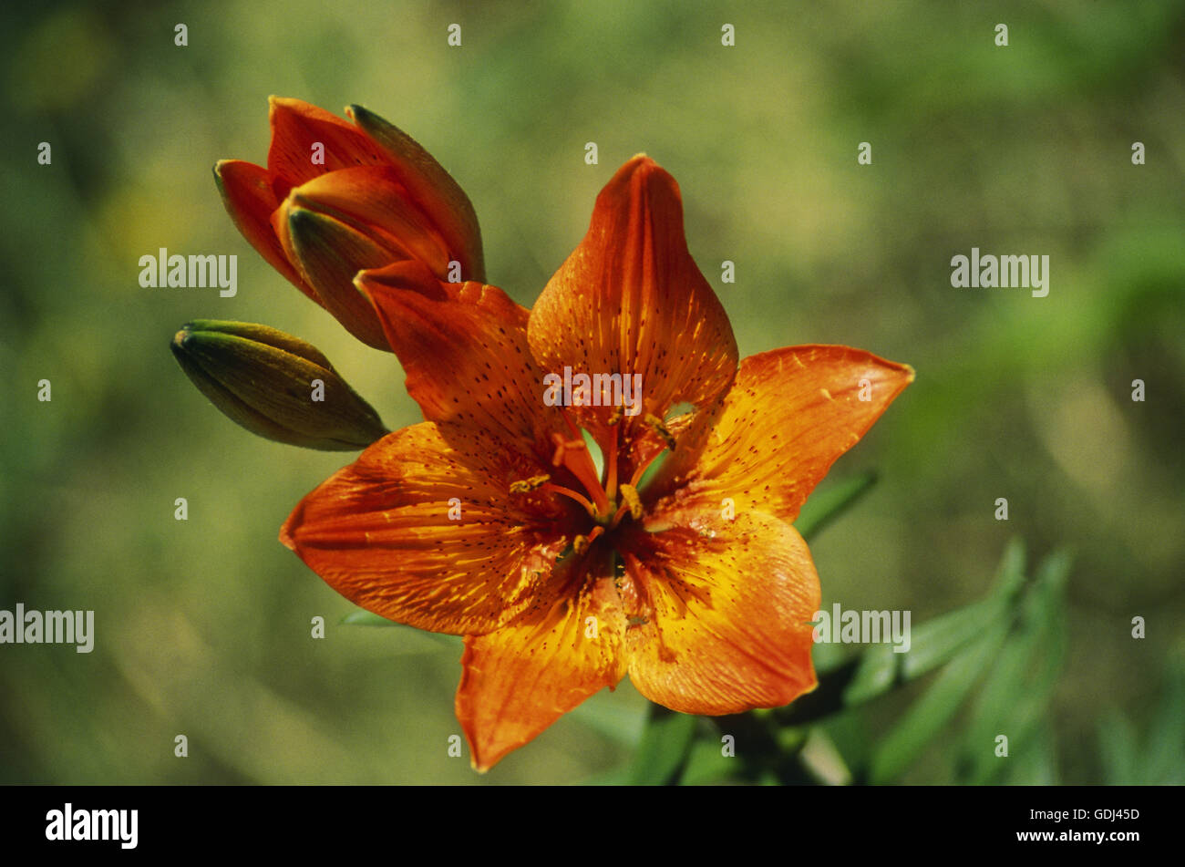 botany, lily, (Lilium), Orange lily, (Lilium bulbiferum), flower head ...