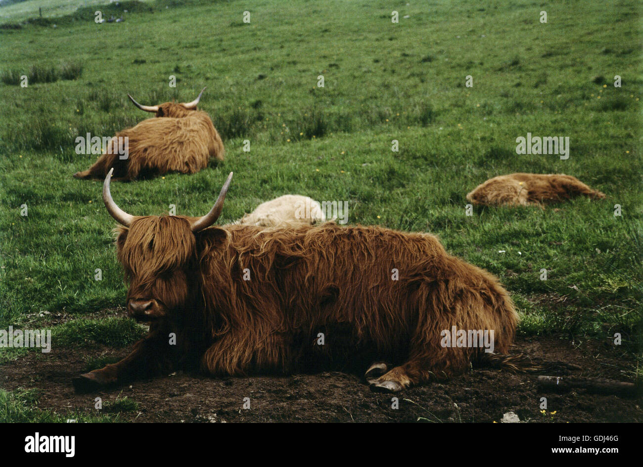 zoology / animals, mammal / mammalian, cattle, (Bos), domestic cattle ...