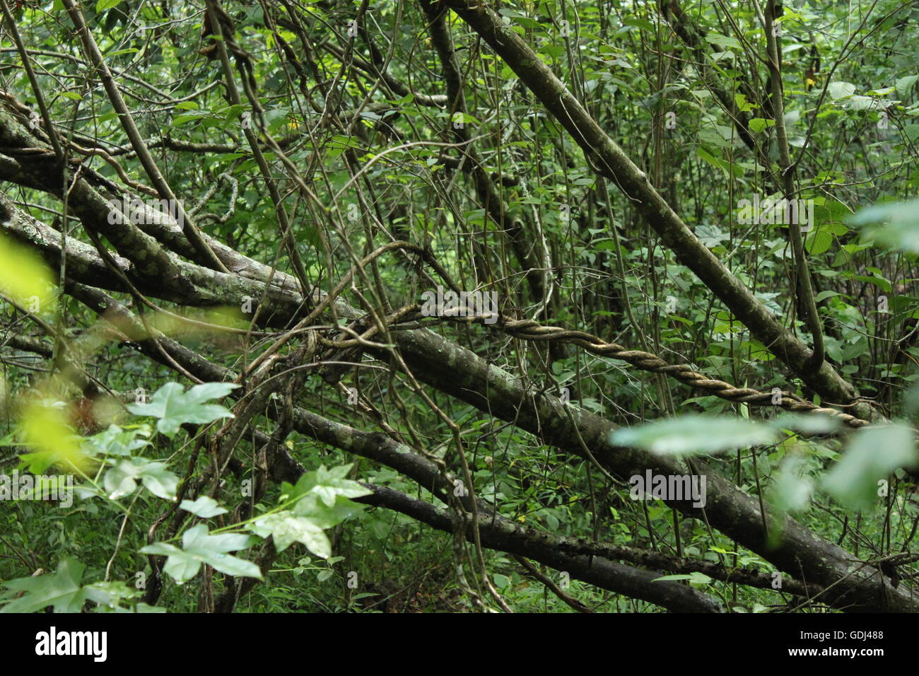 Tangled woods hi-res stock photography and images - Alamy