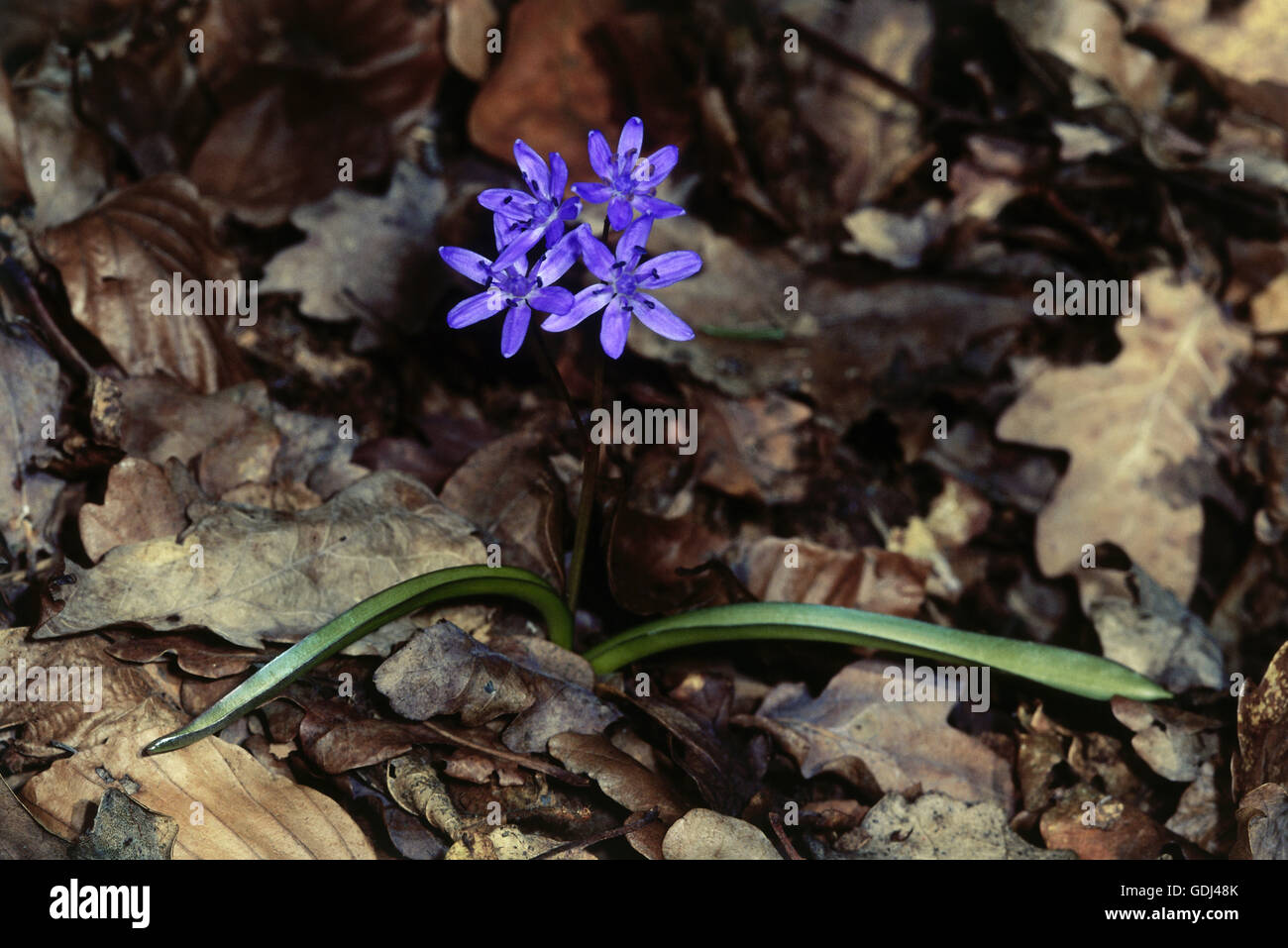 botany, squill, (Scilla), Alpine Squill, (Scilla bifolia), flower and ...