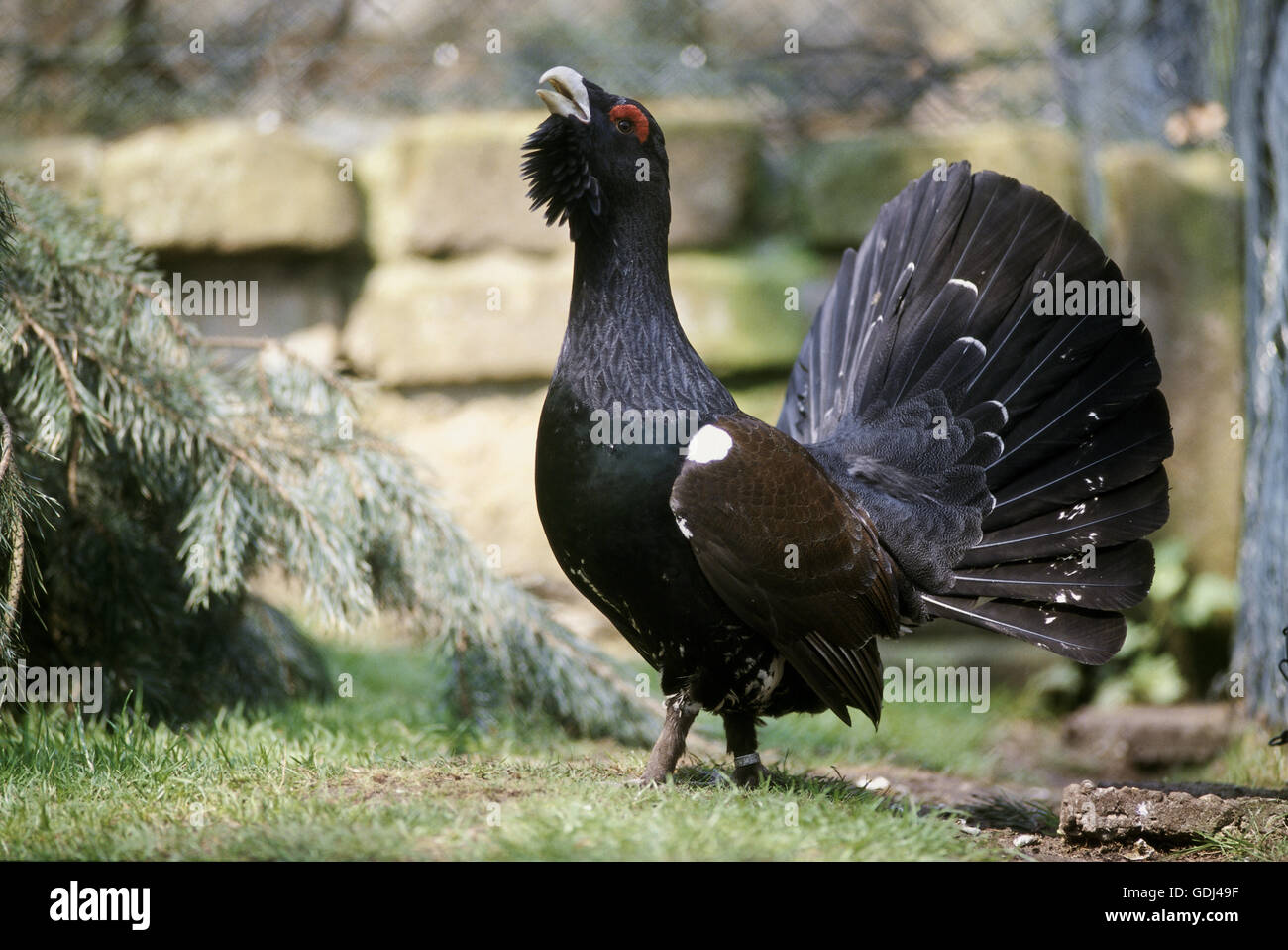 zoology / animals, avian / bird, Tetraonidae, Capercaillie (Tetrao ...