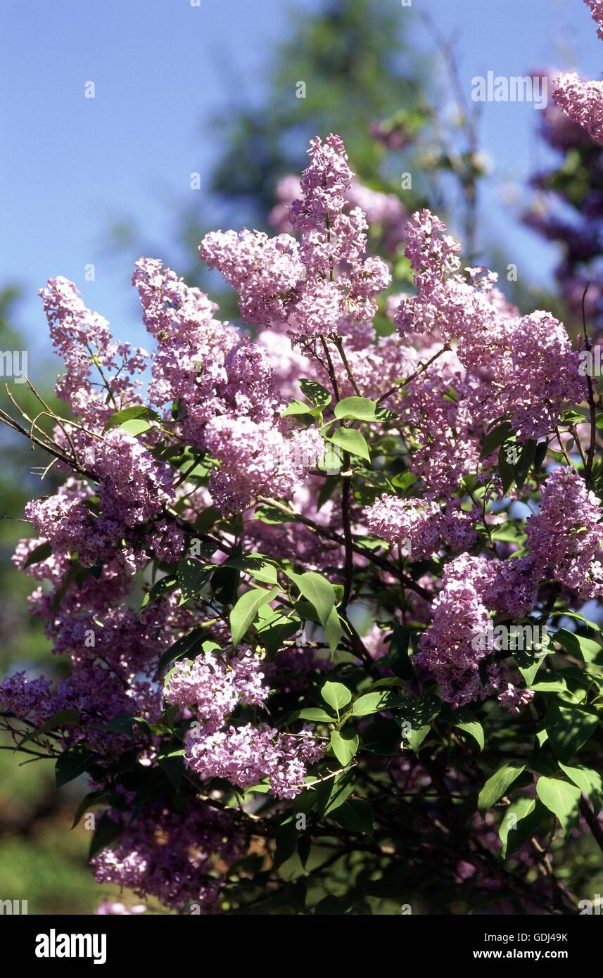 botany, Lilac, (Syringa), Common Lilac, (Syringa vulgaris), blossom ...