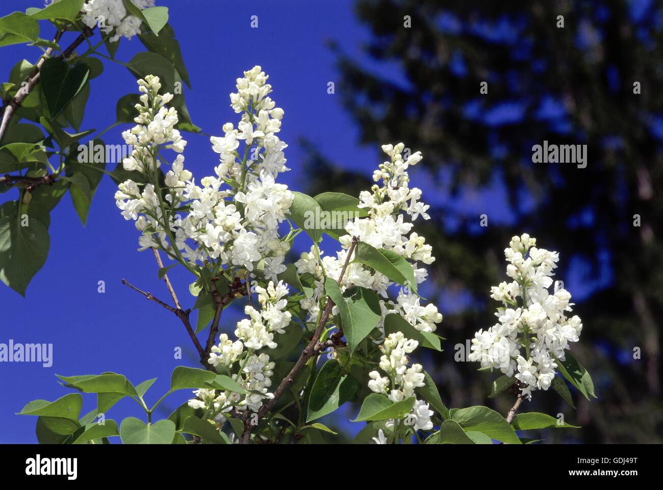 Umbles High Resolution Stock Photography and Images - Alamy
