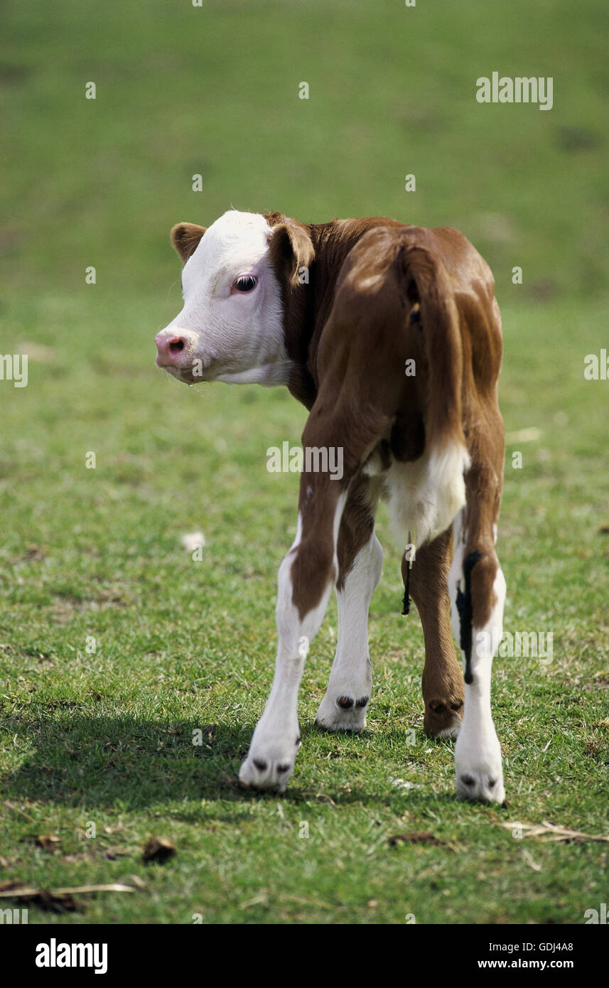 zoology / animals, mammal / mammalian, cattle, (Bos), domestic cattle ...