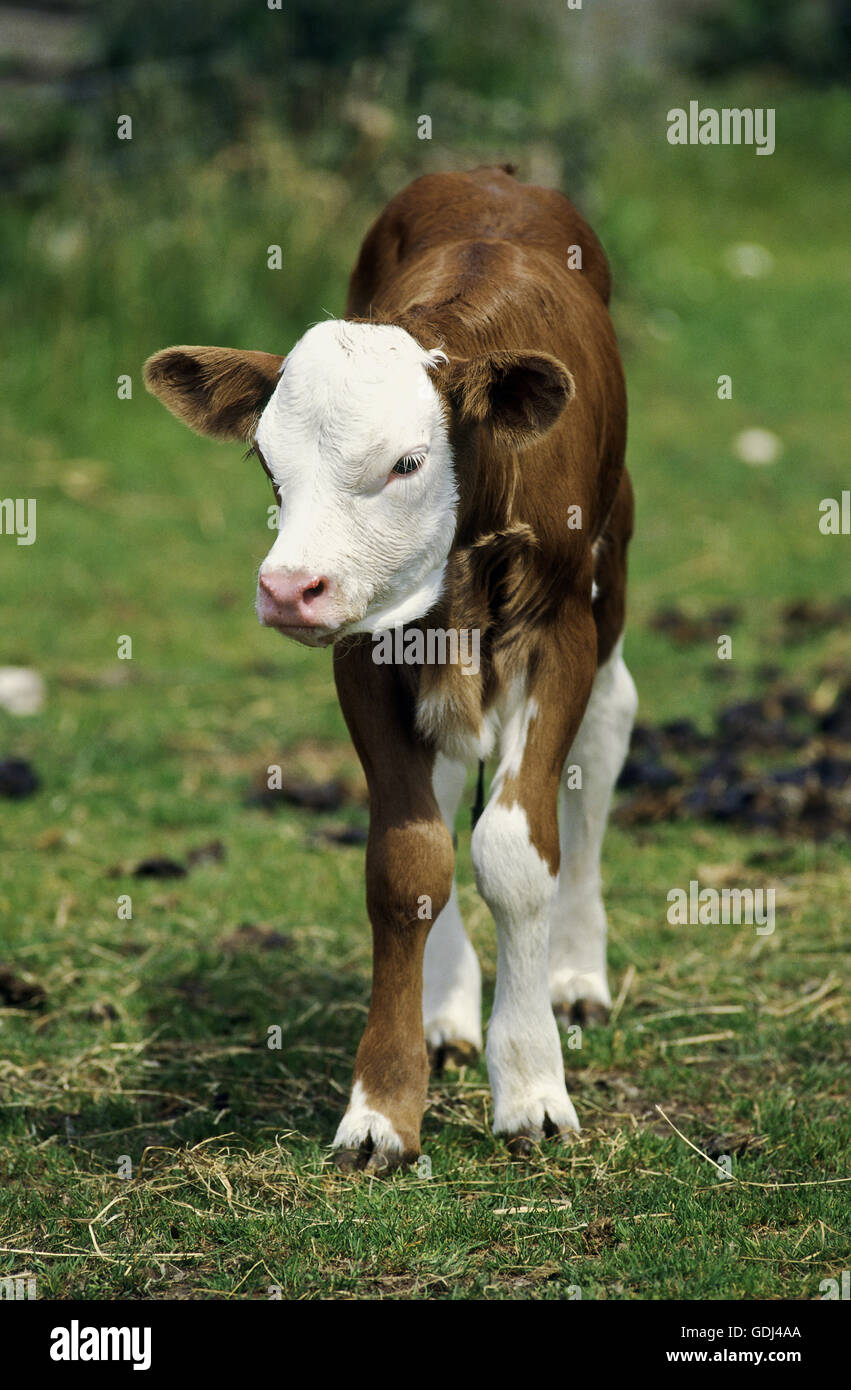 Hinterwald cattle hi-res stock photography and images - Alamy