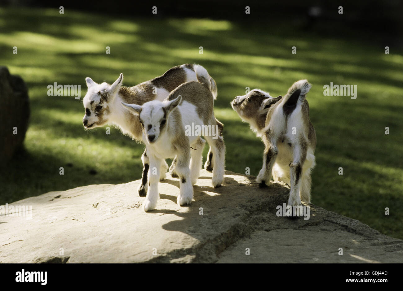 zoology / animals, mammal / mammalian, goats, Pygmy goat, young goats ...