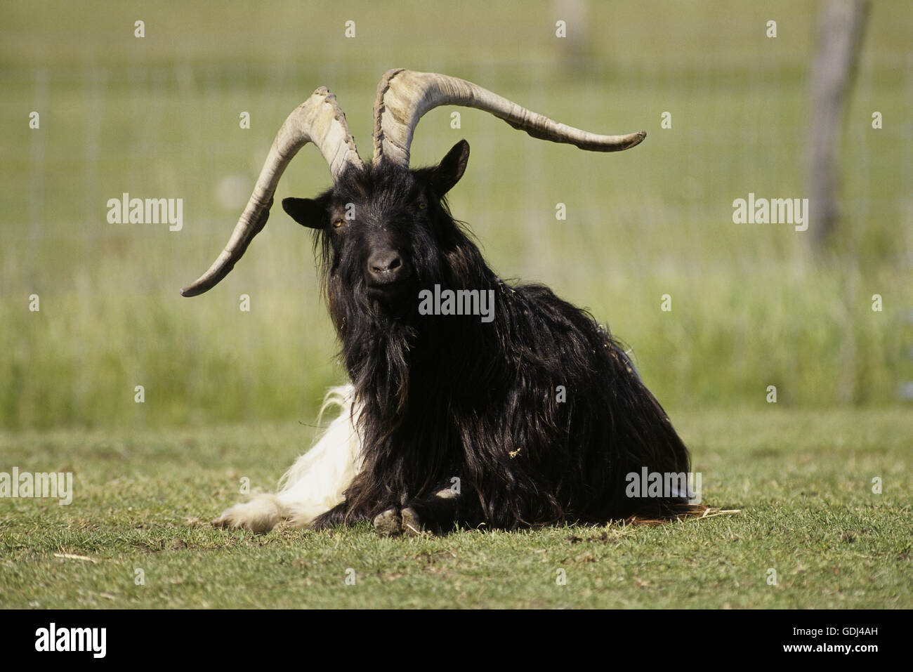 zoology / animals, mammal / mammalian, goats, Valais goat, lying in ...