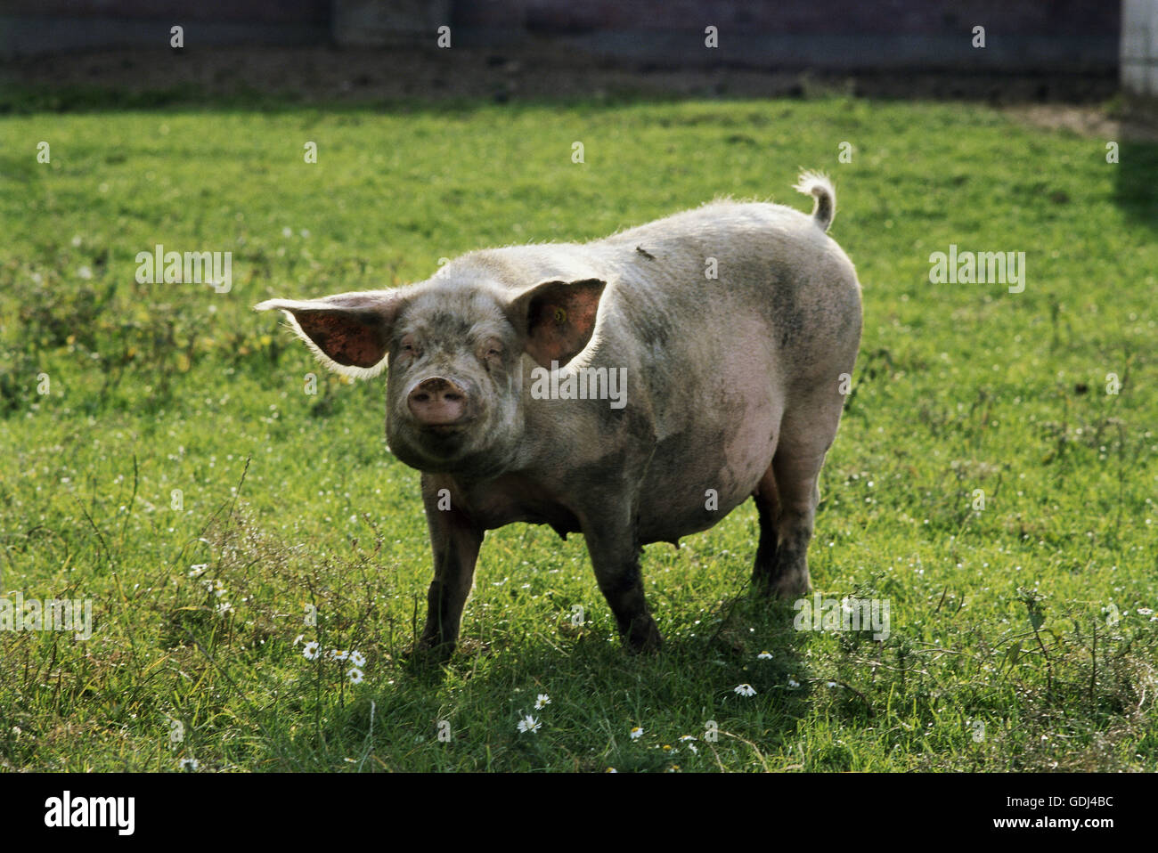 Domestic pig sus domestica pigs hi-res stock photography and images - Alamy
