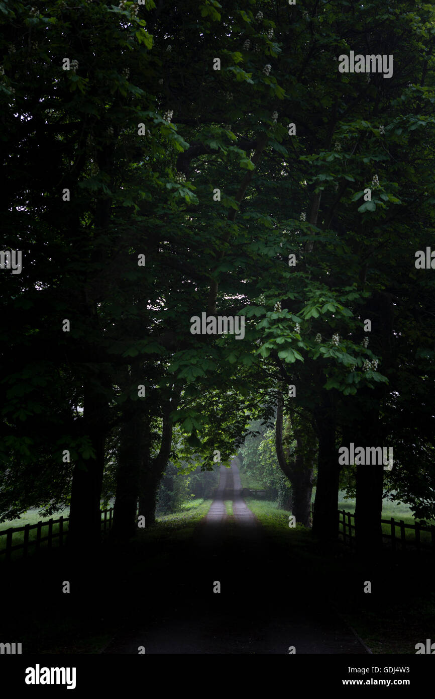 A tree lined road or driveway disappearign into the distance Stock ...
