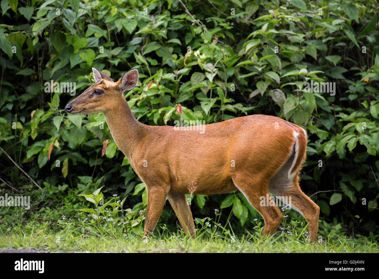 Strange looking animal hi-res stock photography and images - Alamy