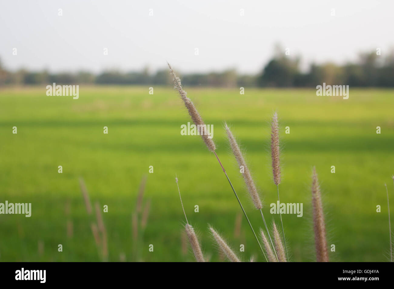 Green rice field with grass flower Stock Photo - Alamy