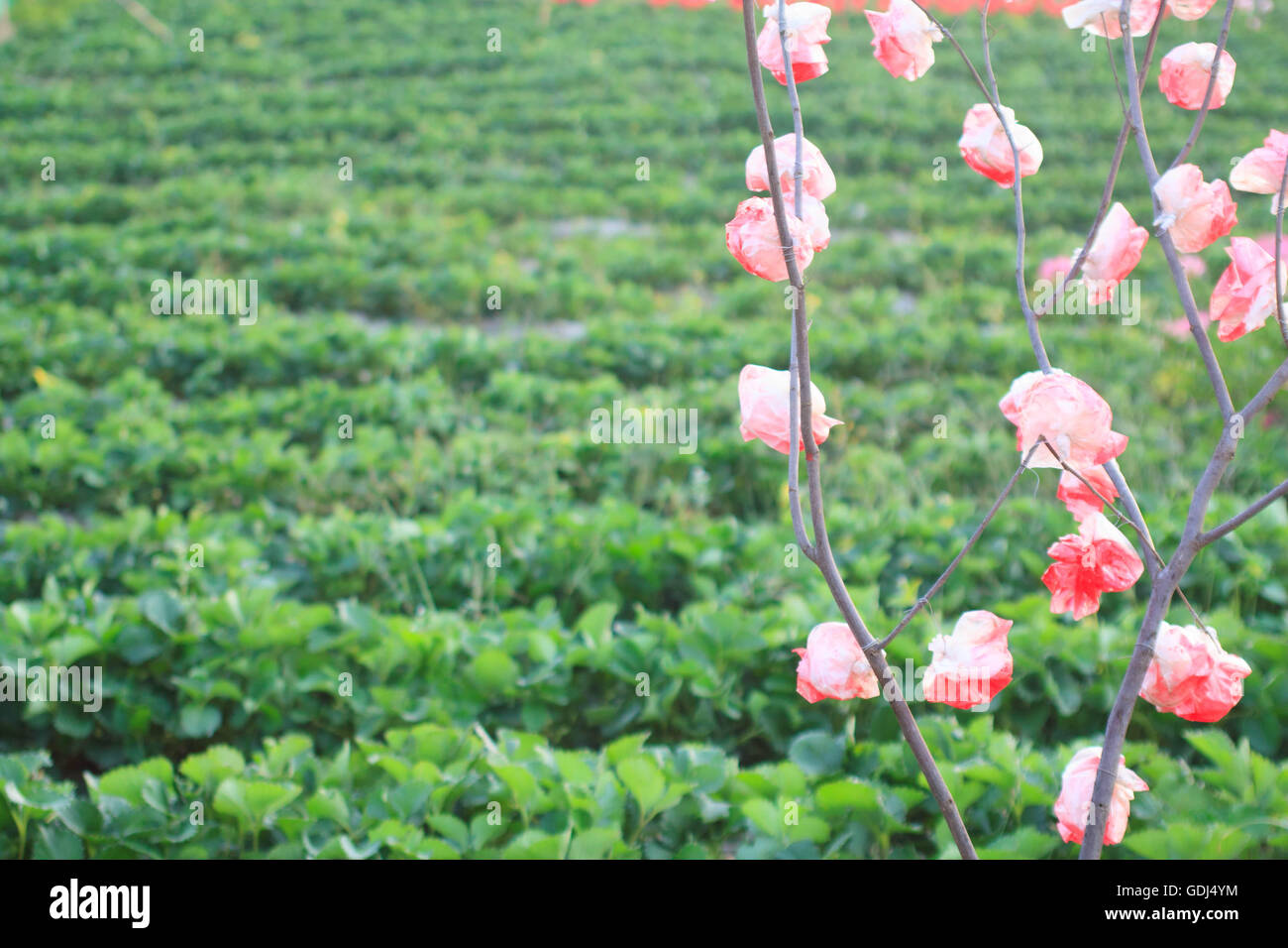 Strawberry farm with pink flowers Stock Photo - Alamy