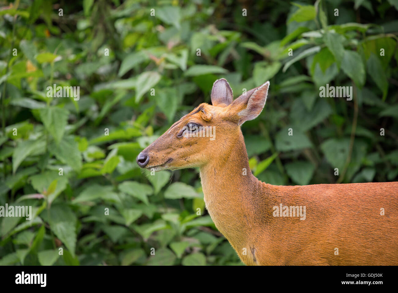 Strange looking animal hi-res stock photography and images - Alamy